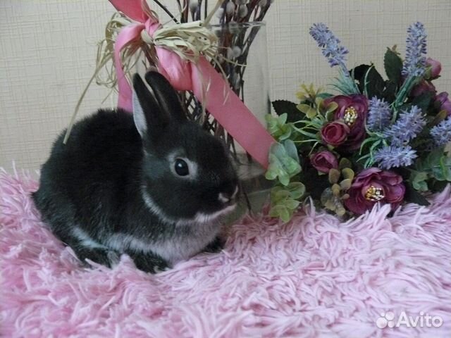 Кролики карликовые