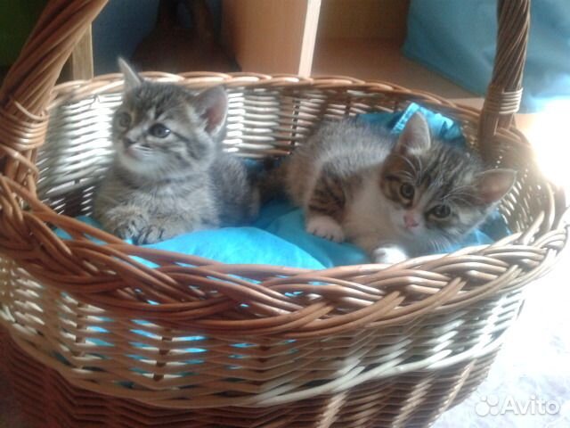 Котята от домашней кошечки мышеловки