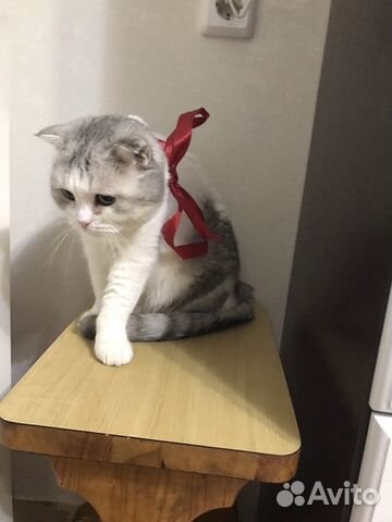 Животные