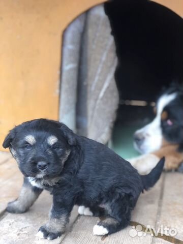 Продам щенка (сучка)