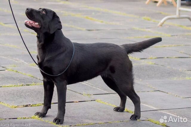 Лаблодор - Победитель выставок