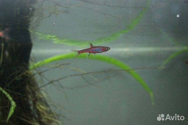 Расбора Бригитта. Расбора комар. boraras brigittae