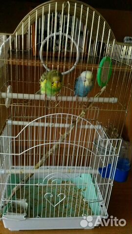 Попугаи с большой клеткой и кормом