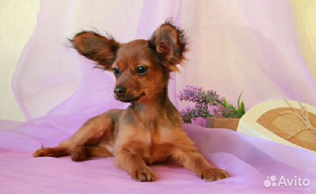 Щенки Русского тоя РКФ