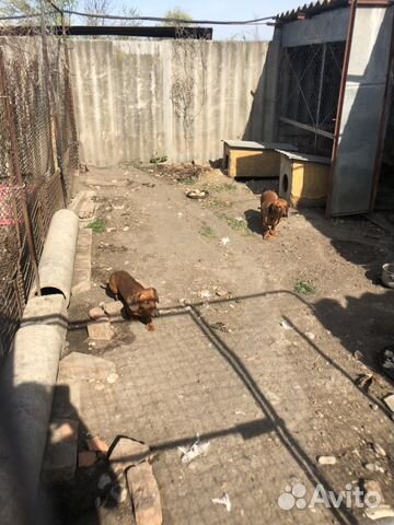 Продам такс