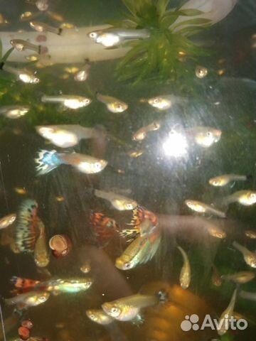 Мальки гуппи