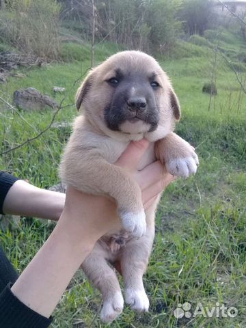 Отдам щенков