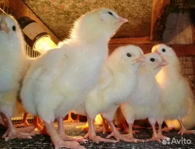 Бройлер кобб 500