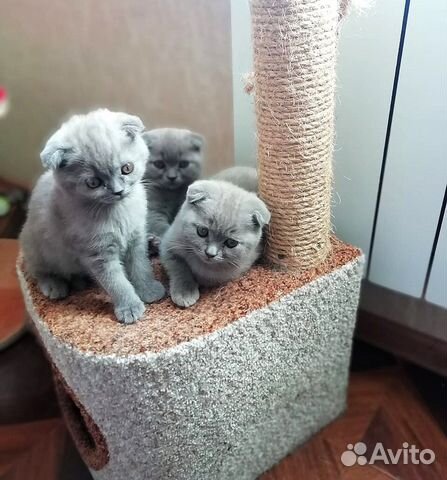 Шотландские котята