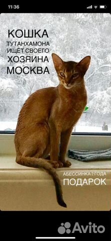 Подарю красотку Лилю