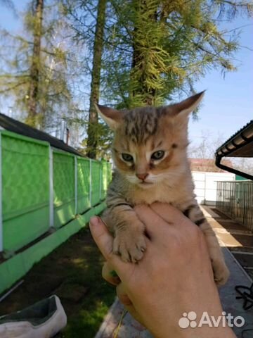 Котята Чаузи ф1