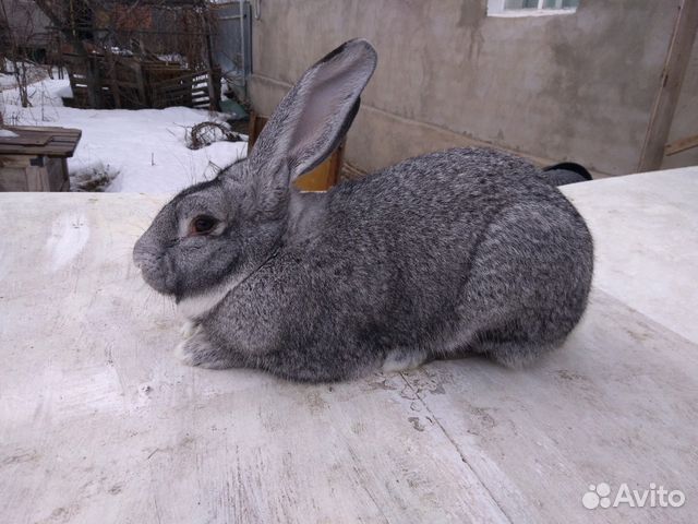 Беременные самки Советской Шиншиллы