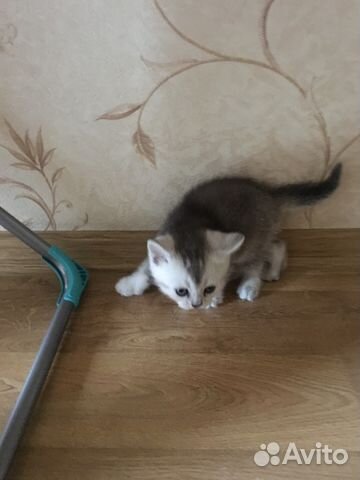 Шотландец котёнок