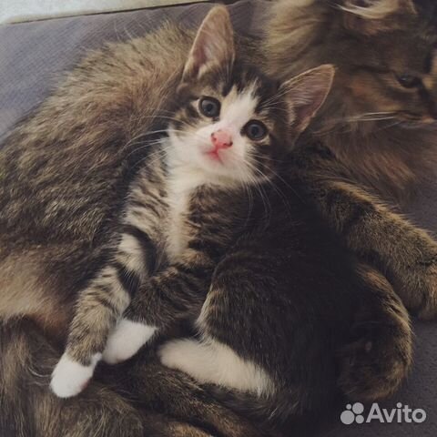 Милый котенок Норвежской лесной