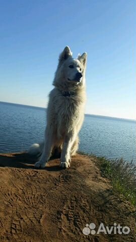 Щенки бшо (белая швейцарская овчарка)