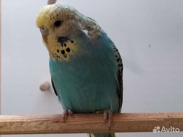 Птенец самочка, ввп, выставочный волнистый