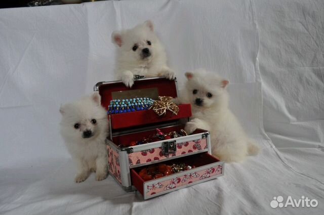 Мальчики помиранцы