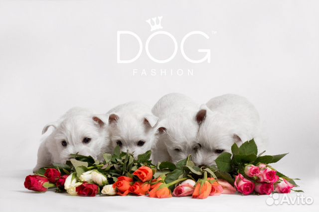 Очаровательные щенки West Highland White Terrier