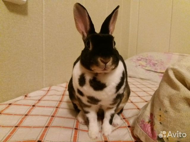 Кролик рекс