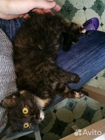 Котенок в хорошие руки