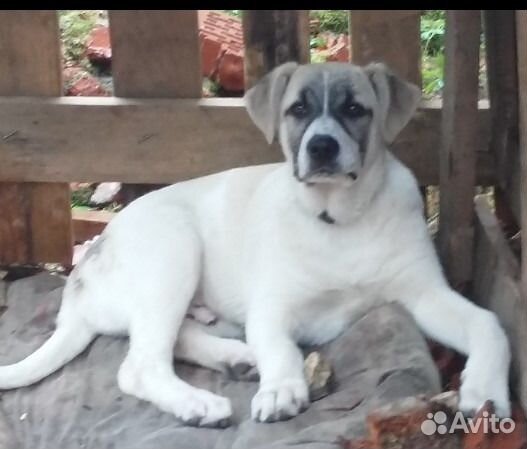 Классный щенок очень хочет найти хорошего человека