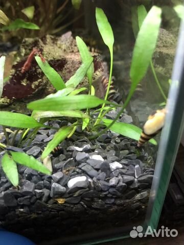 Пецилия, Хелены