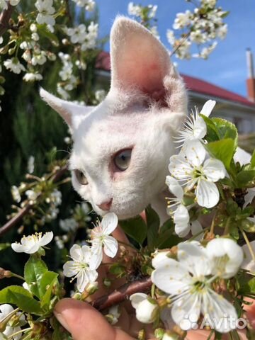 Котята Девон Рекс Супер-тип