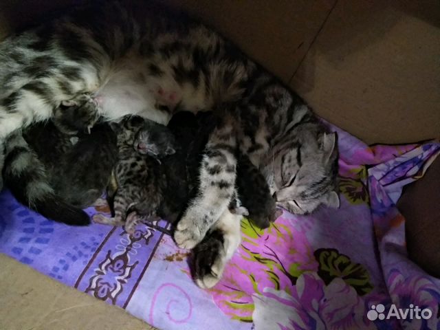 Шотландские котята