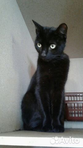 Котик Барсик - грация и нежность