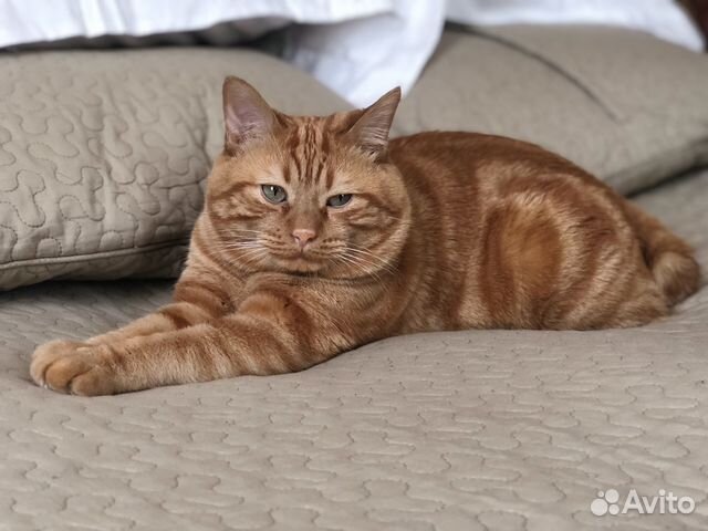 Кот На вязку