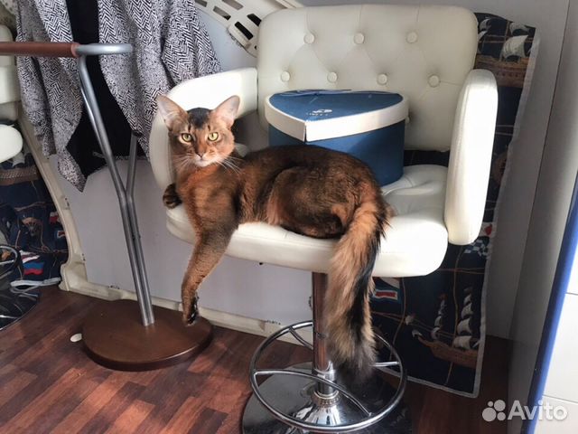 Вязка абиссинец