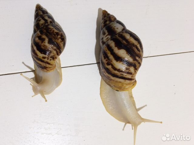 Ахатина Ретикулята