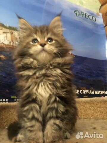 Яркие красивые харизматичные котята Мейн кун