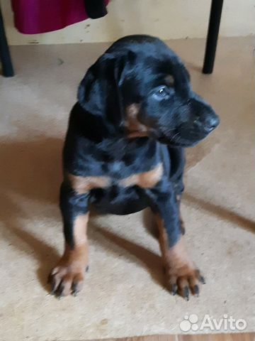 Добермашки- милашки