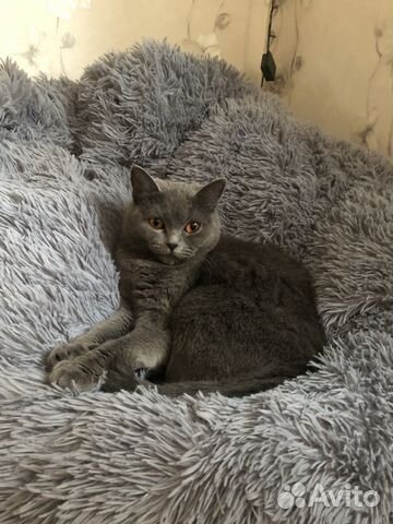 Отдам британскую кошечку