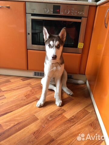 Сибирский хаски