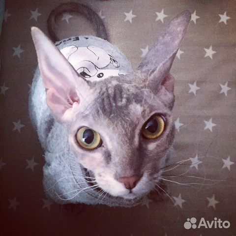 Продам кошечку донского сфинкса