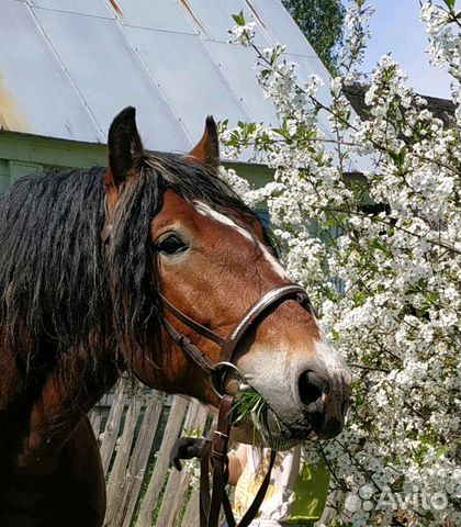 Владимирский жеребец