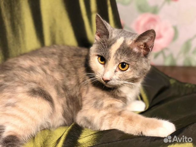 Кошечка Нюша В дар