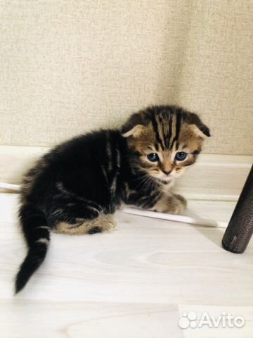 Шотландские вислоухие котята