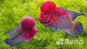 Фловер хорн категория аа