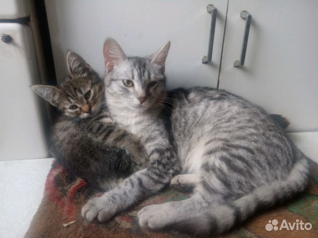 Котята в хорошие руки