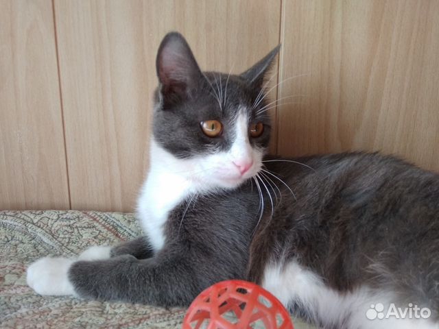 Котик Гораций с карими глазами