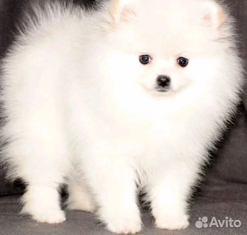 Шпиц мальчик