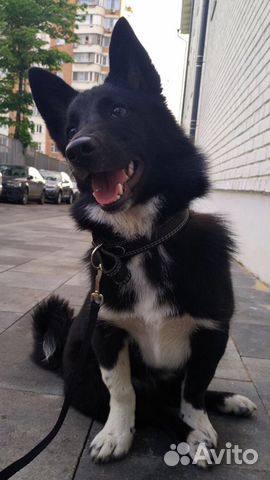 Щенок корги и лайки в добрые и ответственные руки