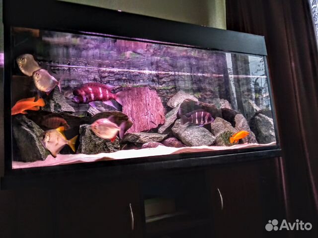 Озеро Танганьика 340 литров