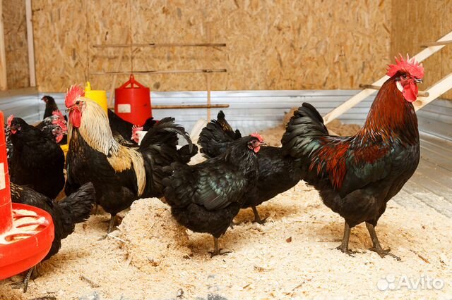 Петухи на продажу