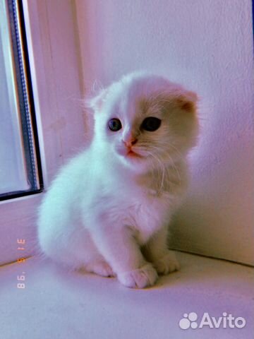 Пушистое чудо