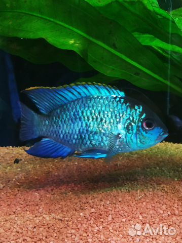 Отдам наннакара блю неон