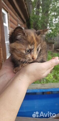 Отдам кошечку с необычным окрасом